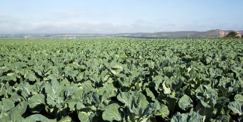 Crops on a farm stock photo. Image of horizon, food, plant - 31151024