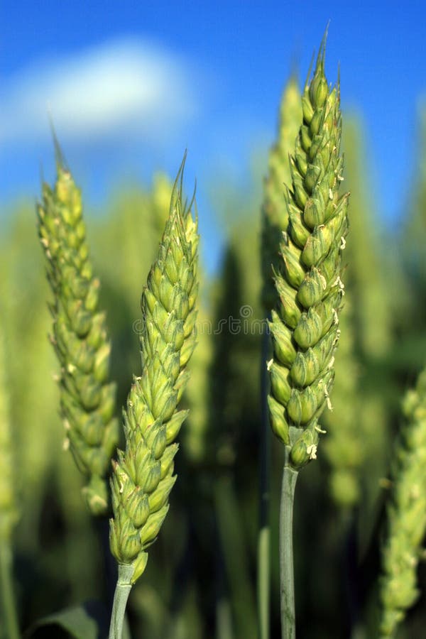 Crops field stock image. Image of field, seasons, grass - 2232109