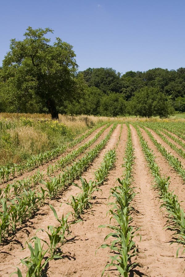 Crops in a field stock image. Image of crops, agricultural - 5885893