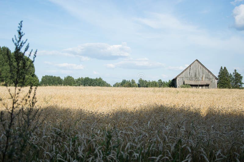 Crops field stock image. Image of travel, abandoned, crops - 98687669