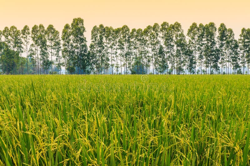 The crops in the field, stock photo. Image of light, crop - 51111920