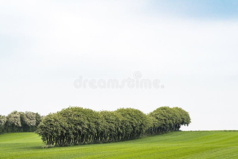 Crops on a Field with Trees on a Row Stock Image - Image of farmland ...