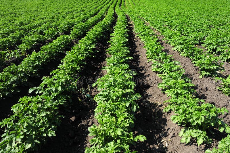 Crops and in the furrow stock image. Image of uniformity - 15224207