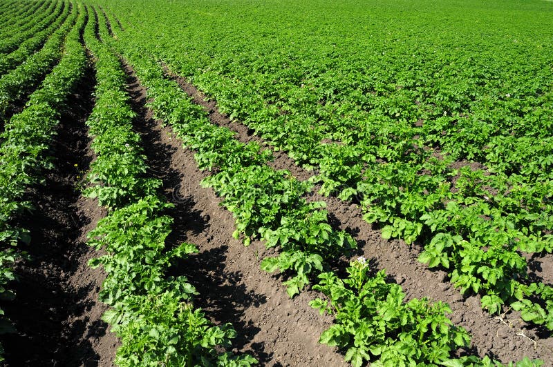 Crops and in the furrow stock image. Image of uniformity - 15224207