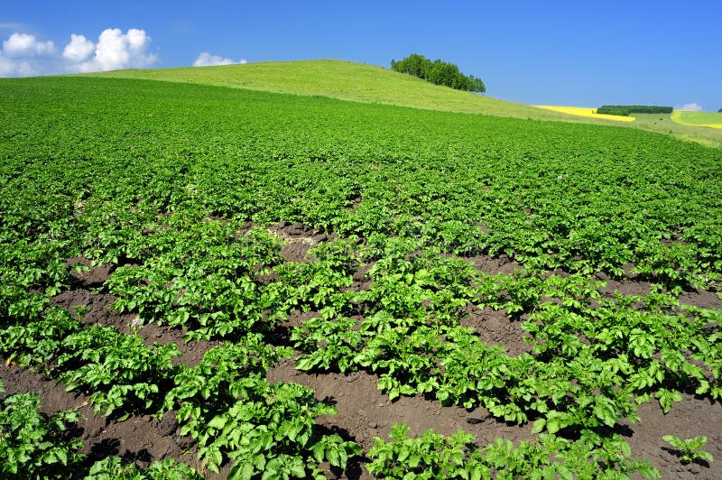 Crops and in the furrow stock image. Image of uniformity - 15224207