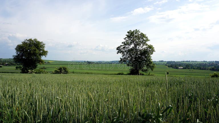 Crops stock photo. Image of cereal, grain, garner, plow - 41446712