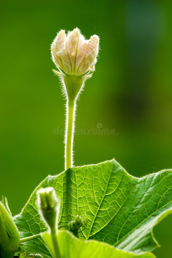Crops, green. stock photo. Image of agricultural, season - 156892488