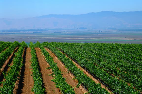 Crops Growing in California Stock Image - Image of countryside ...