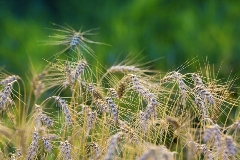 Crops growing stock image. Image of cultivation, culture - 55843169