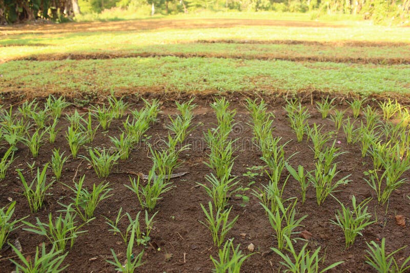 Crops Growing Out of the Ground on the Field Stock Image - Image of ...