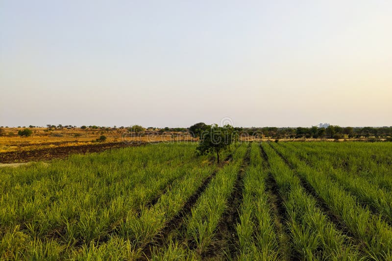 Crops Growing in a Rural Field on an Evening Hour Stock Photo - Image ...