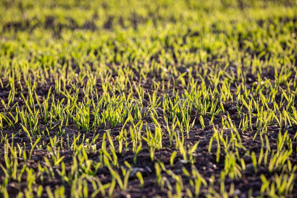 Crops Growing in Springtime Stock Photo - Image of farmland, outdoors ...