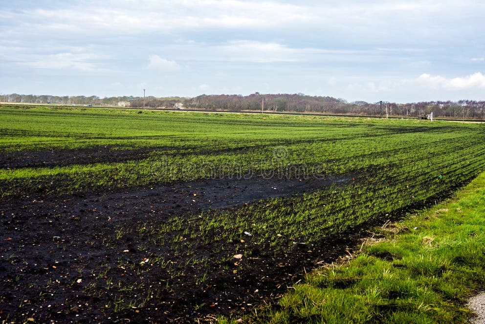 Crops Growing in Springtime Stock Photo - Image of clouds, farmland ...