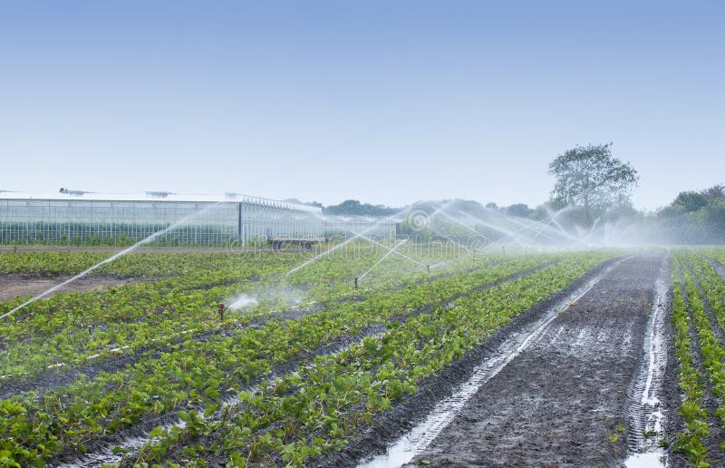 Water crops irrigation stock image. Image of plant, gardening - 20592011