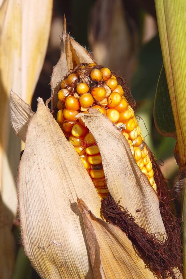 Livestock Feed Including Horse, Donkey, Mule, Goat, Pig and Chicken ...