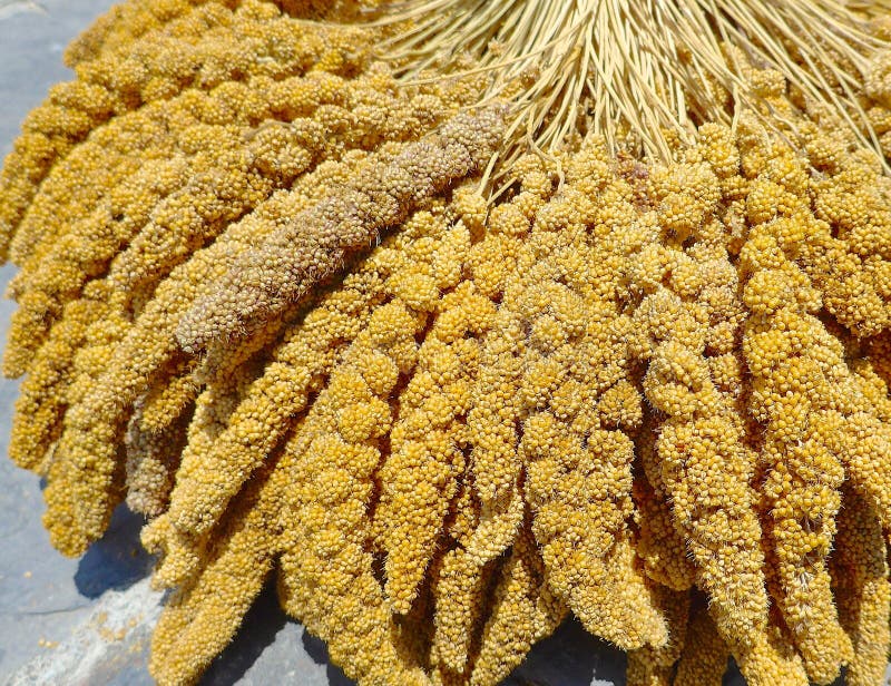 The Crops of Millet for Aborigines Stock Image - Image of feeding ...