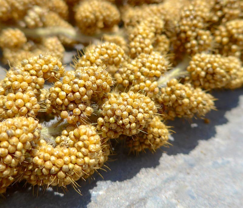 He Crops of Millet for Aborigines Stock Photo - Image of lush, plant ...