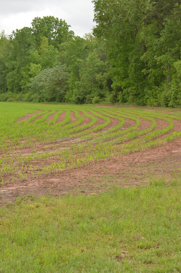 Crops in rows stock photo. Image of rows, food, plants - 63028218