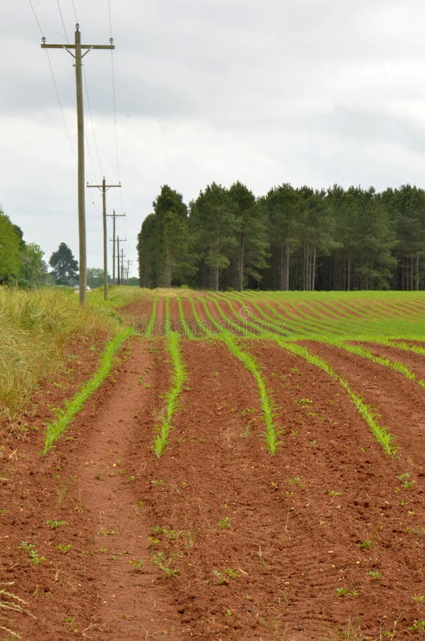 Crops in rows stock photo. Image of harvest, farming - 63028496