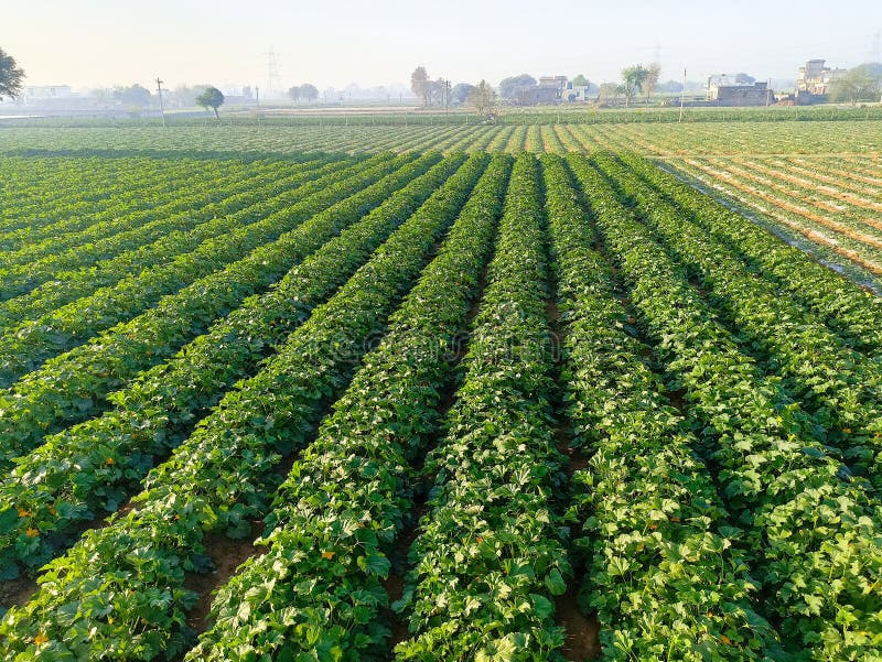 Crops of Tinda in India Jaipur Stock Photo - Image of india, tinda ...