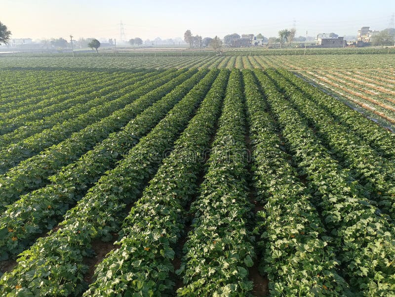 Crops of Tinda in India Jaipur Stock Image - Image of green ...