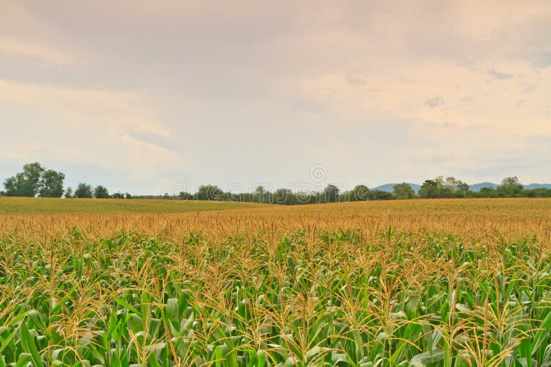 Crops and trees stock photo. Image of green, leaf, beauty - 43455328