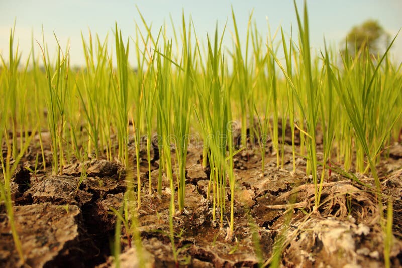 Crops are on dry ground stock photo. Image of asian, give - 28499464