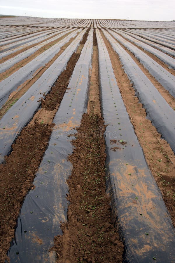 Crops under plastic stock image. Image of morocco, field - 34693983
