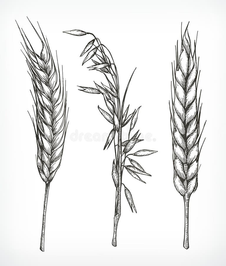 Wheat Drawing Stock Illustrations – 30,844 Wheat Drawing Stock ...
