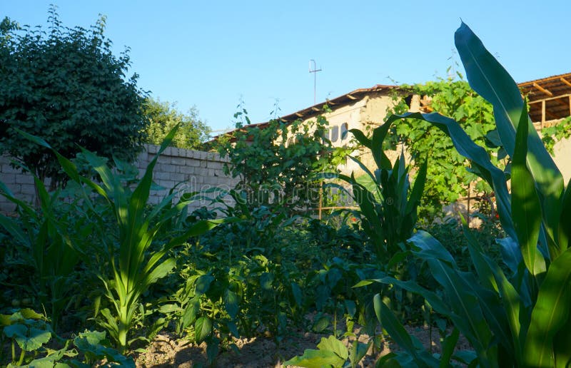 Crops in the yard stock image. Image of nature, food - 220861247