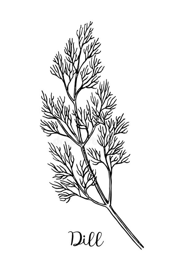 Dessin De Main De Croquis D'aneth Illustration De Vecteur D'aneth ...