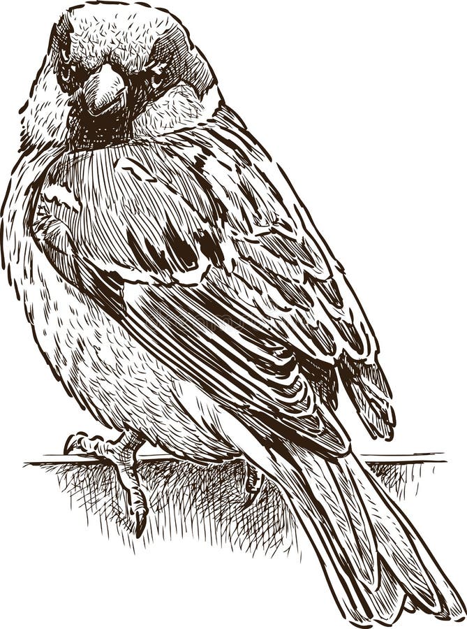 Croquis D'un Moineau De Ville Illustration de Vecteur - Illustration du ...