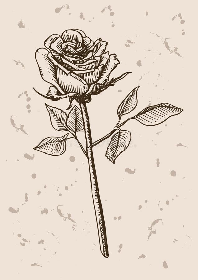 Croquis de fleur de Rose illustration de vecteur. Illustration du ...