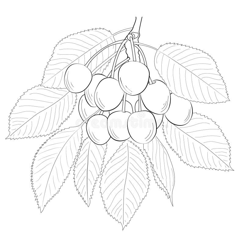 Croquis de merise illustration de vecteur. Illustration du santé - 93811680