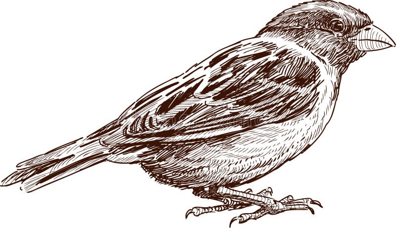 Croquis de moineau illustration de vecteur. Illustration du durée ...