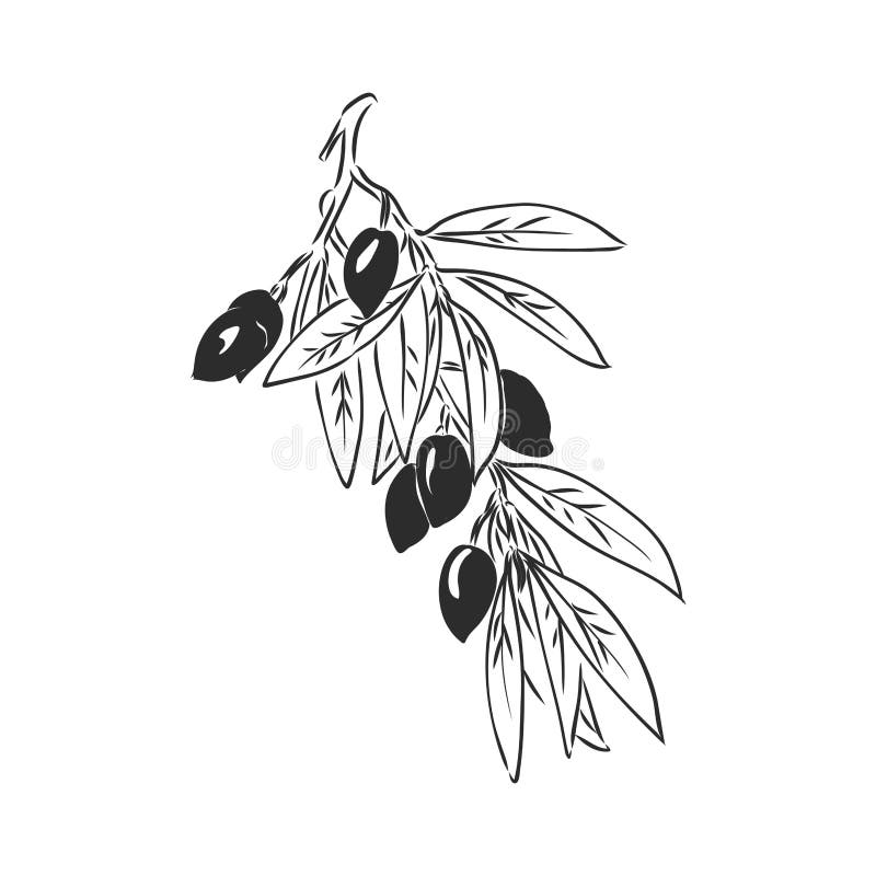 Croquis Vectoriel De La Branche D'olivier . Dessin Vectoriel De Branche ... Croquis Vectoriel De La Branche D'olivier . Dessin Vectoriel De Branche ...