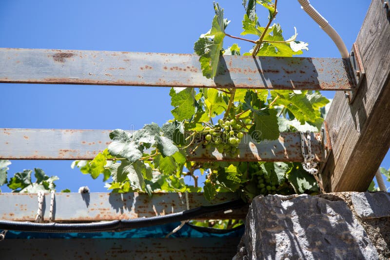 Cross Beams with Grape Tree Stock Photo - Image of agriculture, outdoor ...