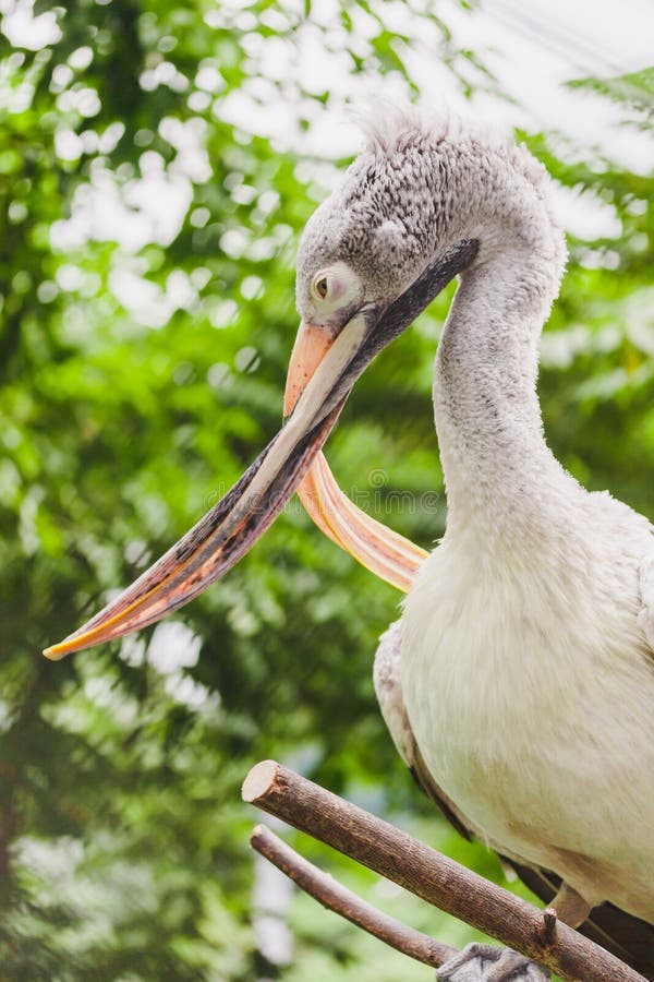 Pelican Cross-billed Deformity Stock Photo - Image of nature, closeup ...