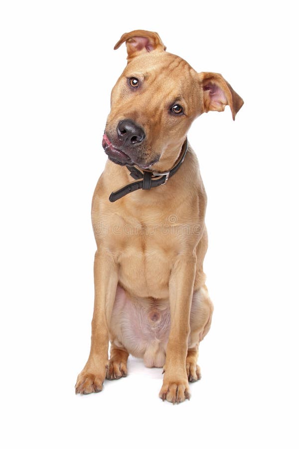 Cross bred dog stock image. Image of sitting, collar - 18381397