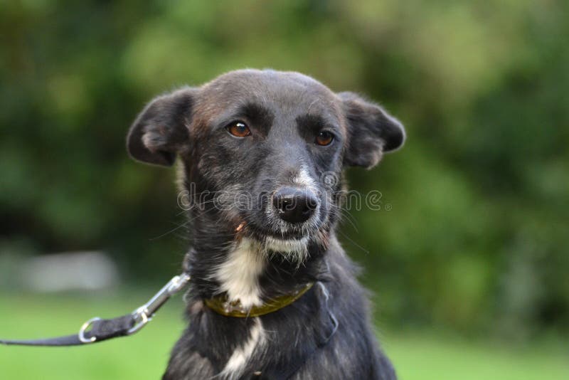 Cross Breed Dog stock photo. Image of sweet, cross, portrait - 60897700