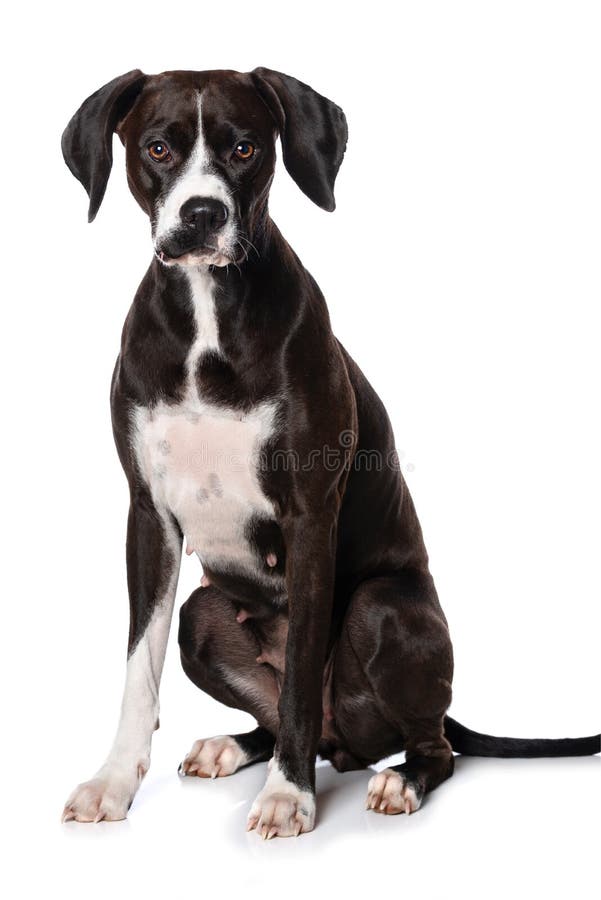 Cross Breed Dog Standing on White Background Stock Photo - Image of ...