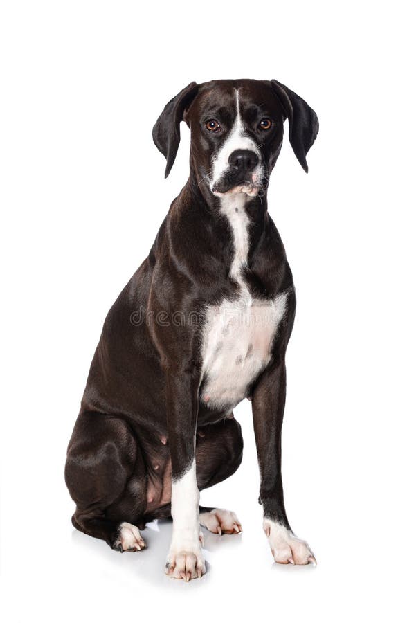 Cross Breed Dog Standing on White Background Stock Photo - Image of ...