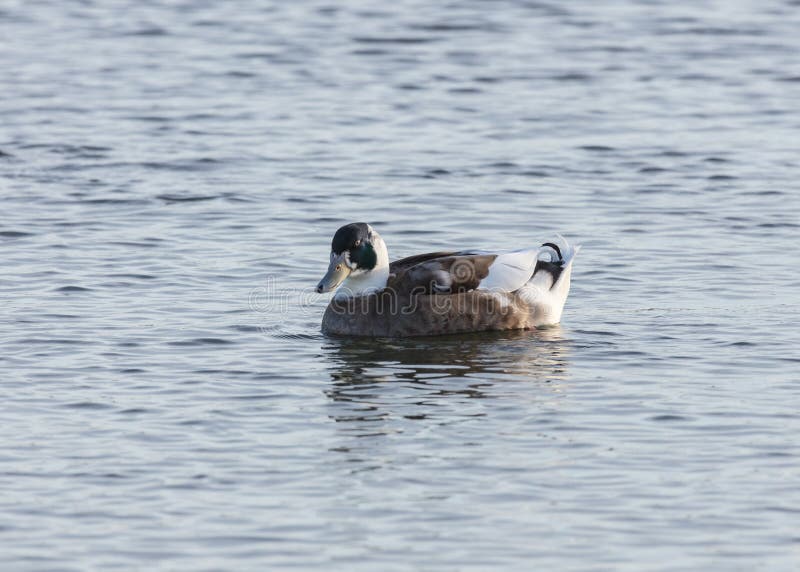 Cross Breed Ducks Swimming on a Pond. Stock Image - Image of cross ...