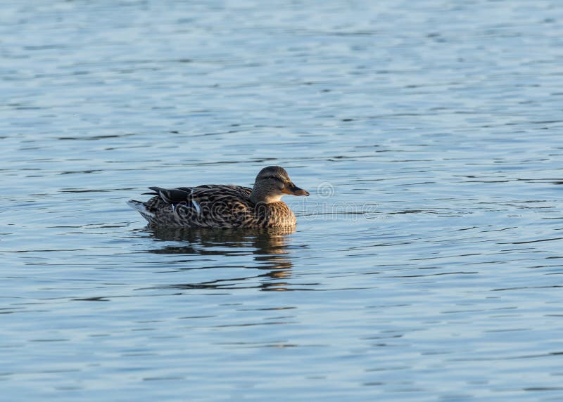 Cross Breed Ducks Swimming on a Pond. Stock Image - Image of wild ...
