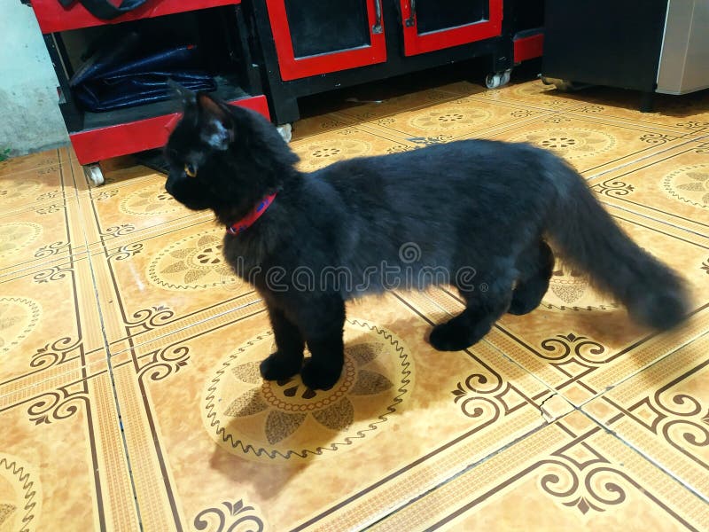 Cross Cat, between the Type of Angora and the Type of Cat Native To ...