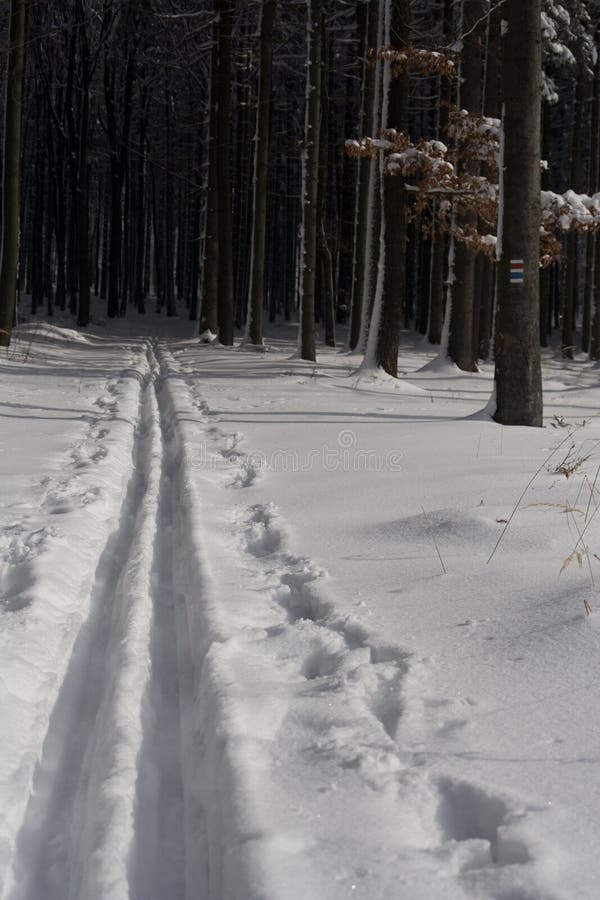 Cross-country ski path stock image. Image of sport, path - 8252717