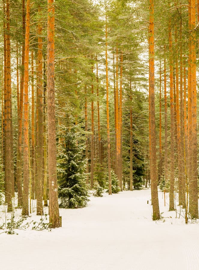 Cross Country Skiing Path in the Forest Stock Photo - Image of cold ...