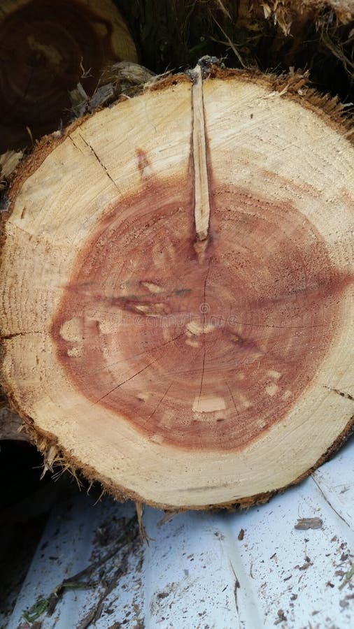 Cross cut of Cedar wood stock photo. Image of wood, cross - 94707284