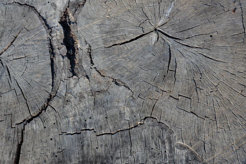 Cross Cut of Multiple Joined Wood Logs, Silver Grey Weathered Stock ...