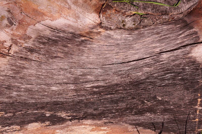 Cross cut of an old tree stock image. Image of wooden - 216053549